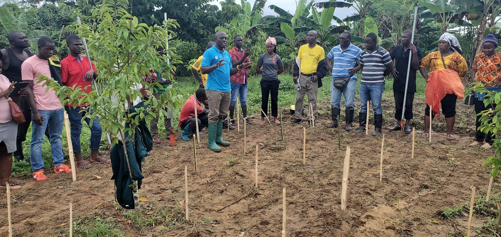 Revamp of the Coffee value chain in Liberia - Robusta Coffee Agency of ...